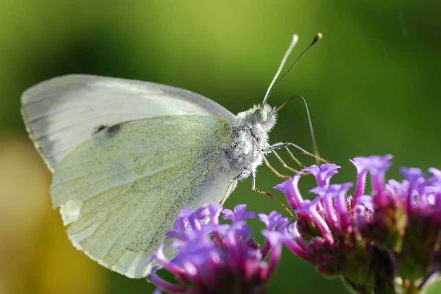Cabbage White Butterfly