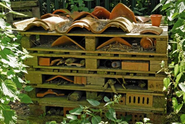 Make a bug box - Richard Jackson Garden