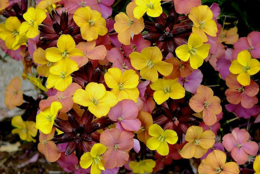 Grow wallflowers - Richard Jackson Garden