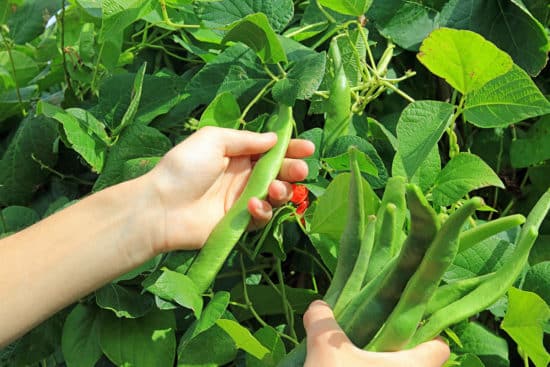 Harvest late summer crops - Richard Jackson Garden