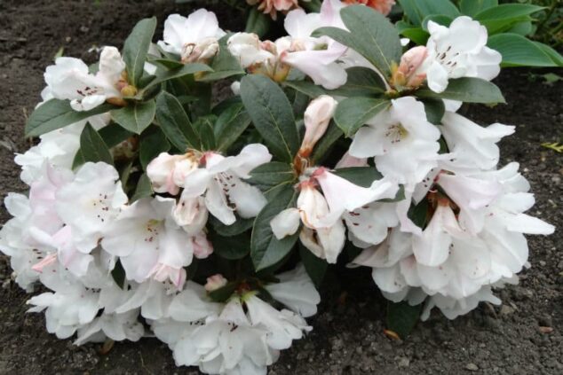 Grow Rhododendron 'Tinkerbird' - Richard Jackson Garden