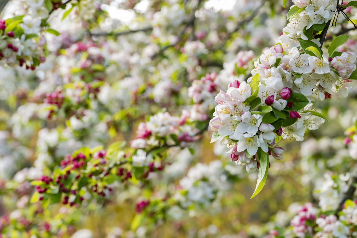 Meet Primrose 'Everlast' - Richard Jackson Garden