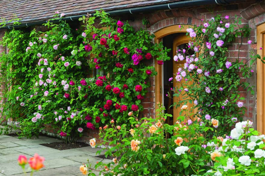 Roses for the front of the house - Richard Jackson Garden