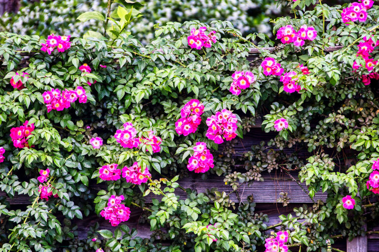 Climbing and rambling roses for shade - Richard Jackson Garden