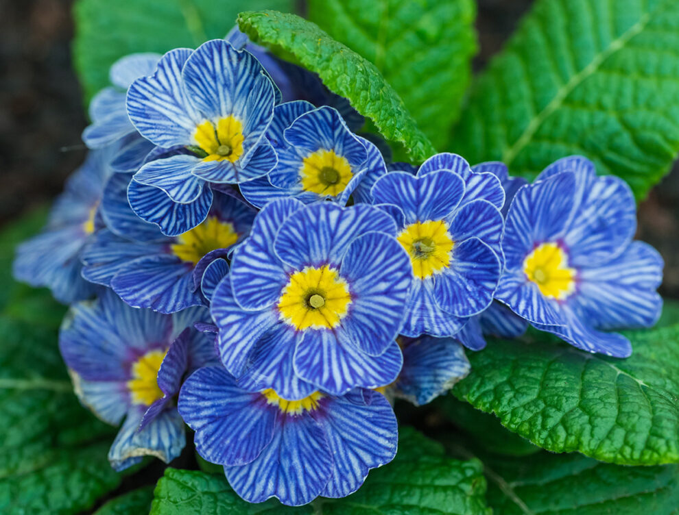 Primroses and polyanthus: the essence of spring - Richard Jackson Garden