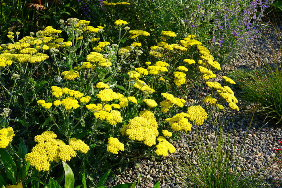 What is the Chelsea chop? - Richard Jackson Garden
