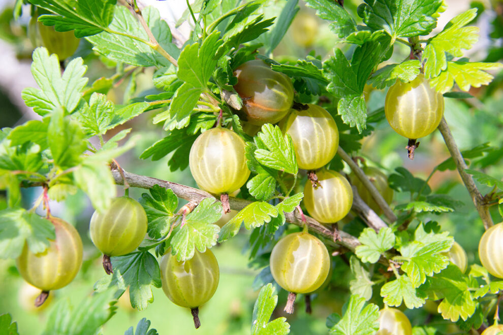 What’s the buzz about gooseberries? - Richard Jackson Garden