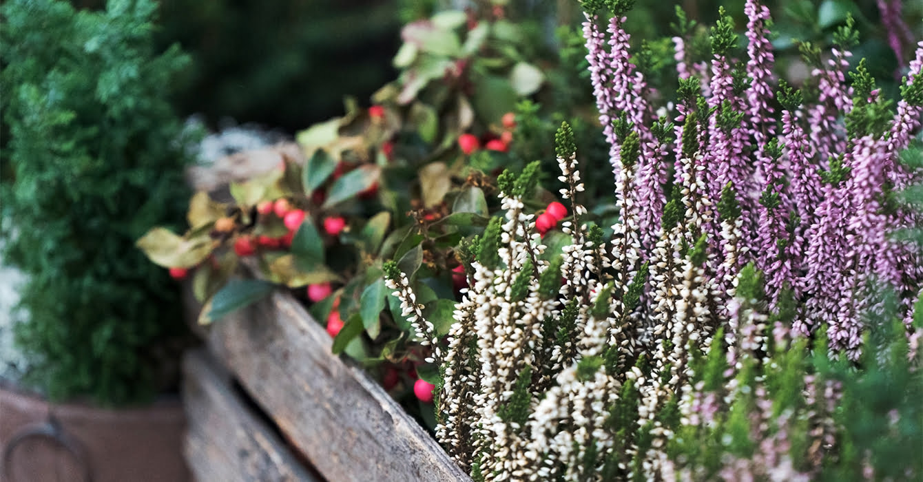 January Gardening - Jobs to do in the Garden this New Year