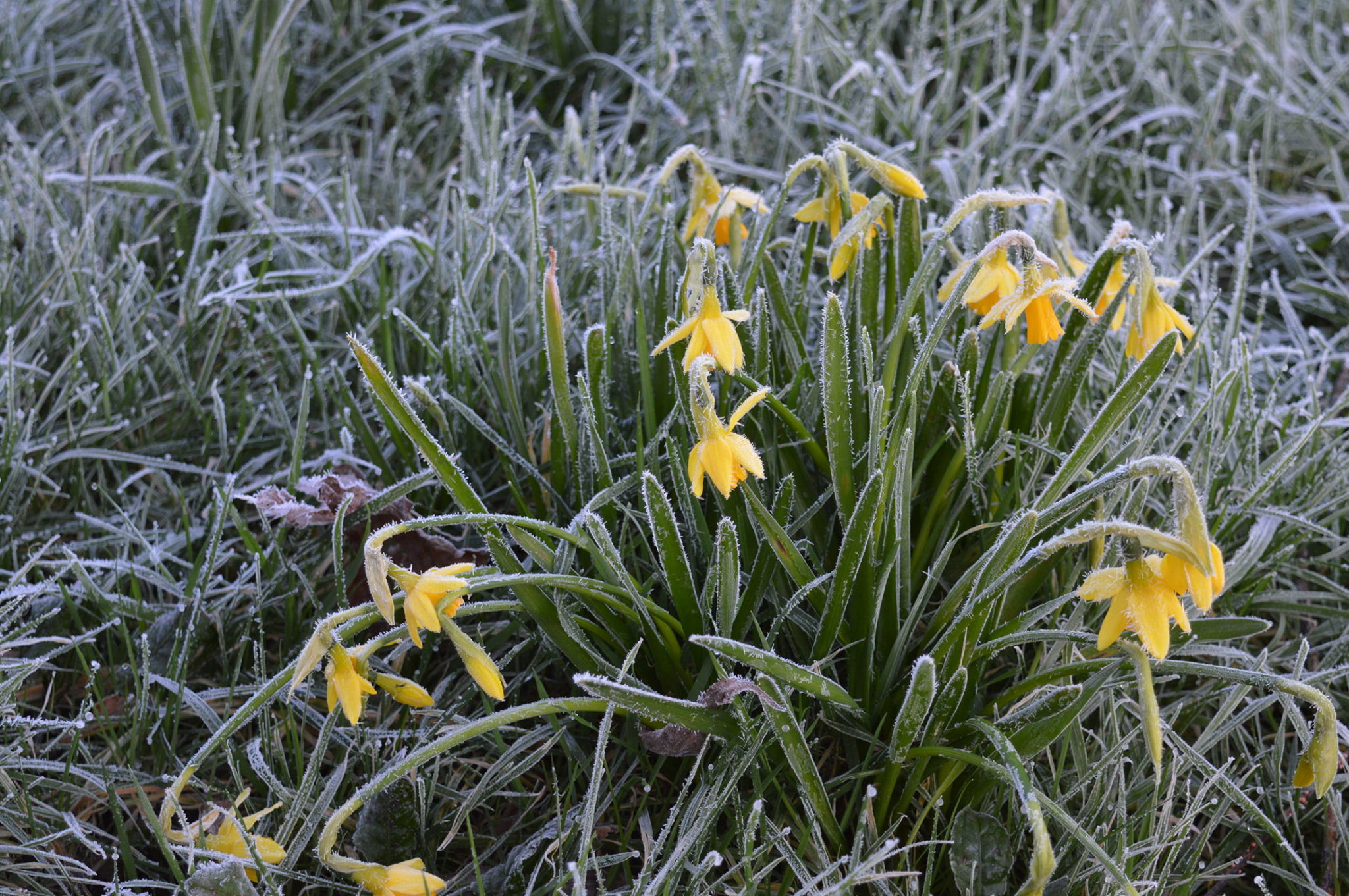 How do I cope with gardening in a frost pocket? - Richard Jackson Garden