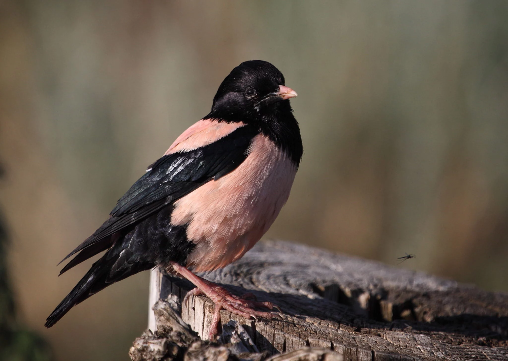 Common Garden Birds - The Top 5 Birds You'll Find in UK Gardens