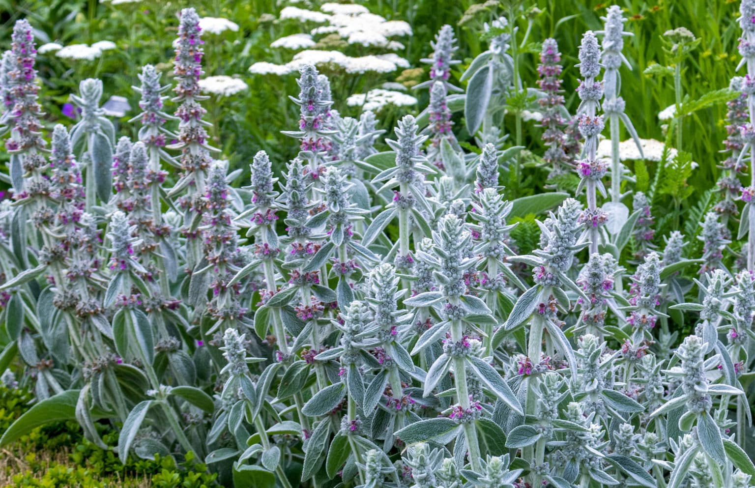 Plant Food Know-How - How and When to Feed Your Plants