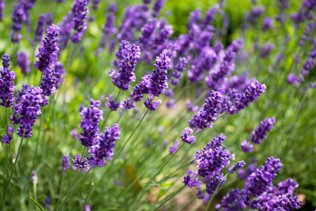 Five reasons to grow lavender - Richard Jackson Garden