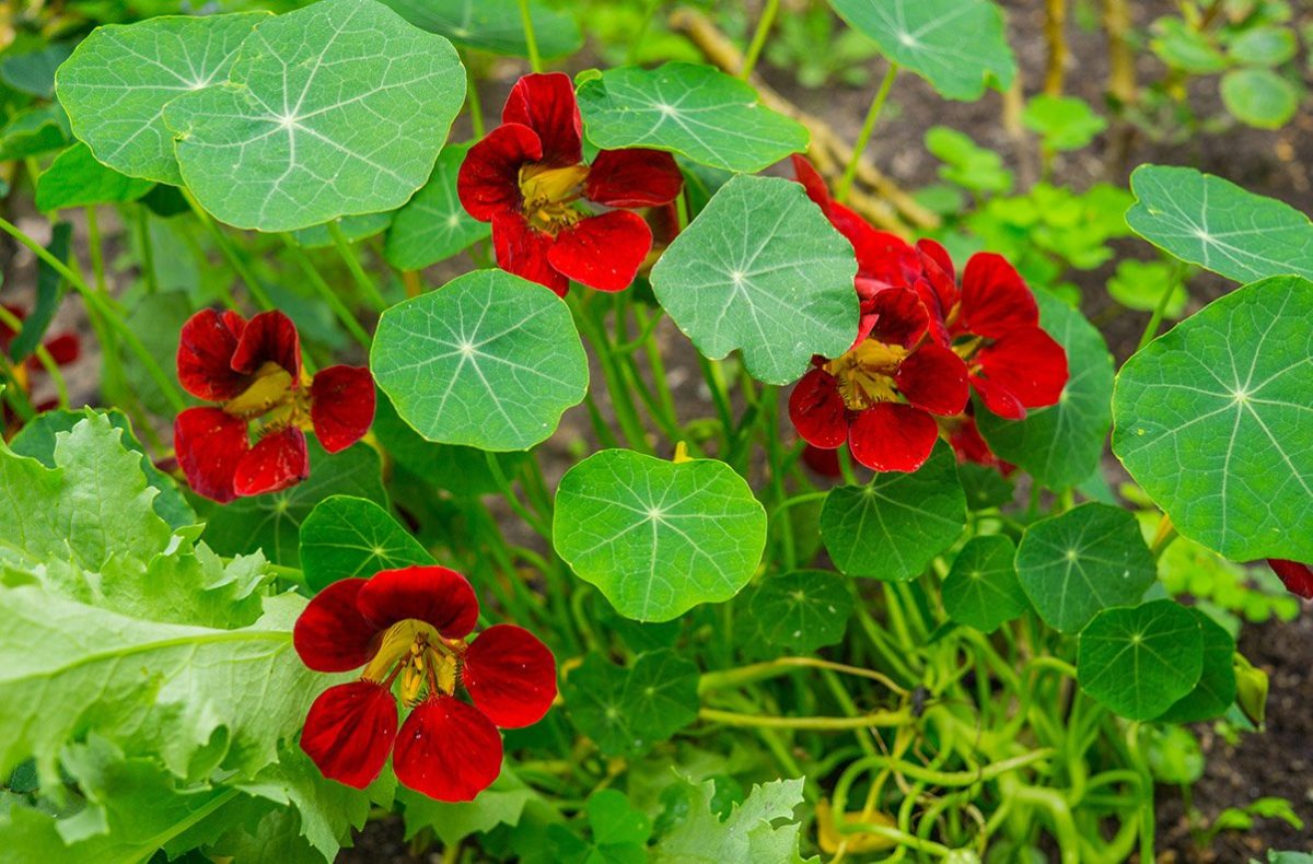 What Are Annual Biennial And Perennial Plants Richard Jackson Garden What Are Annual Biennial And Perennial Plants Richard Jackson Garden