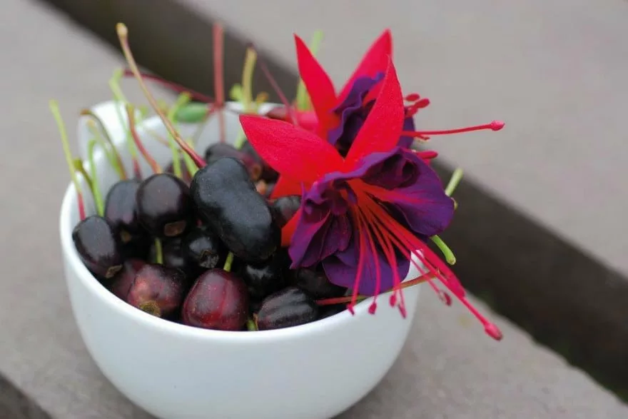 Grow the edible fuchsia berry - Richard Jackson Garden