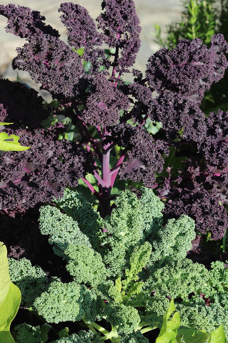 What edible plants can I grow in containers? - Richard Jackson Garden