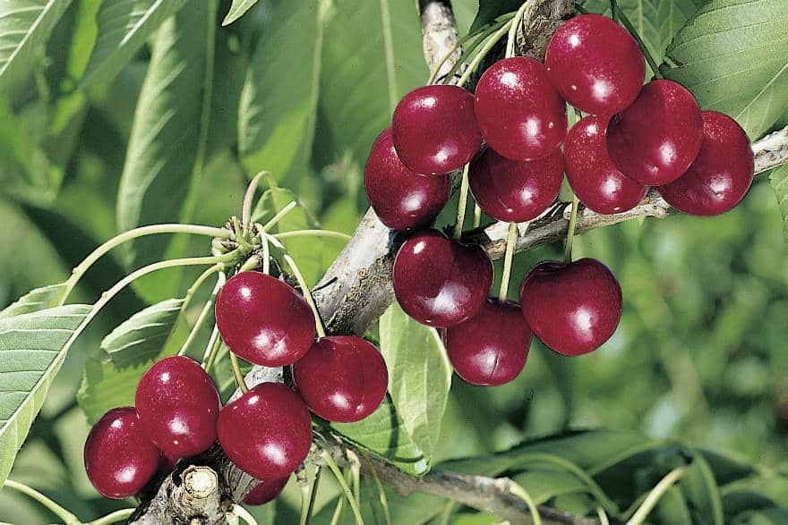 Fruit trees in pots - Richard Jackson Garden