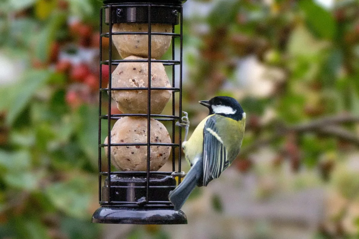 Bird Food - Care for Your Garden Wildlife by Richard Jackson