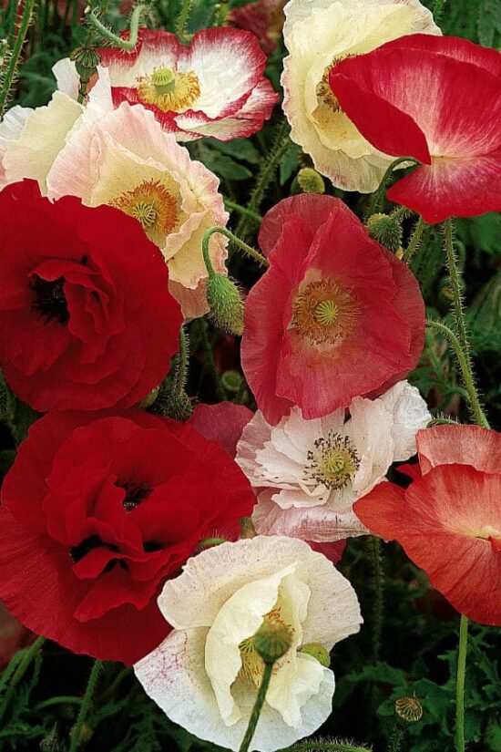 Easy flowers from seed | Richard Jackson's Garden