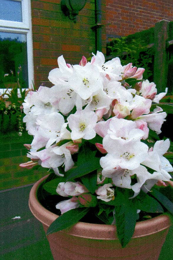 Grow Rhododendron 'Tinkerbird' - Richard Jackson Garden