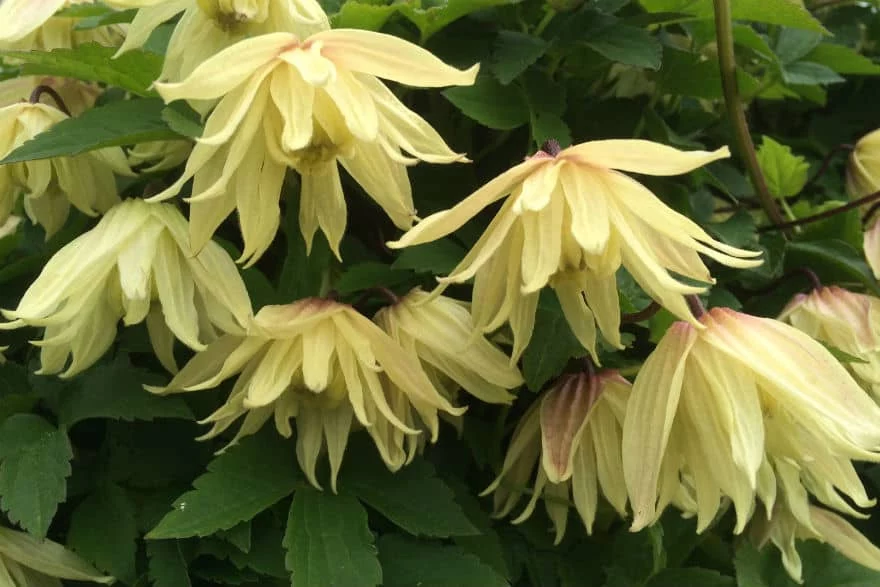 Five great early clematis - Richard Jackson Garden