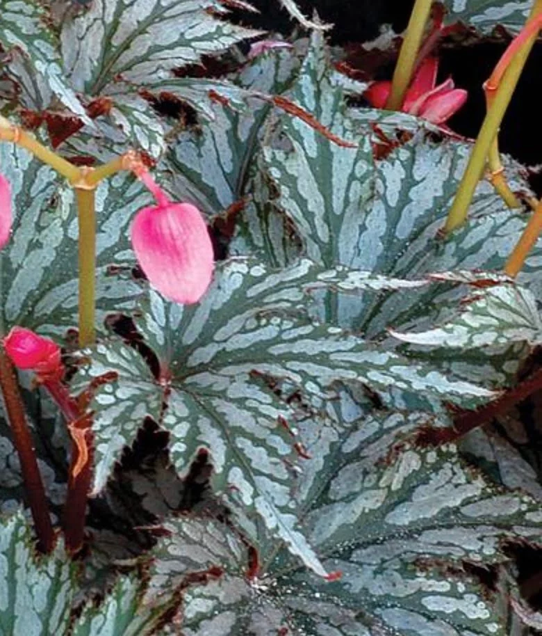 What makes begonias good garden plants? - Richard Jackson Garden