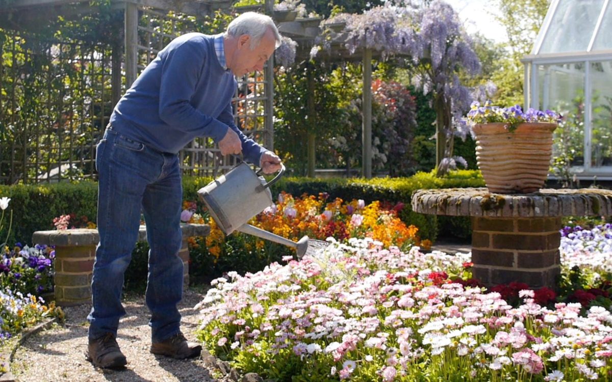 Grow Rhododendron 'Tinkerbird' - Richard Jackson Garden
