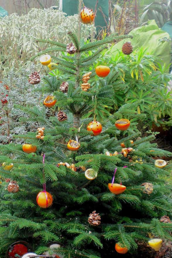 Christmas trees for the birds - Richard Jackson Garden
