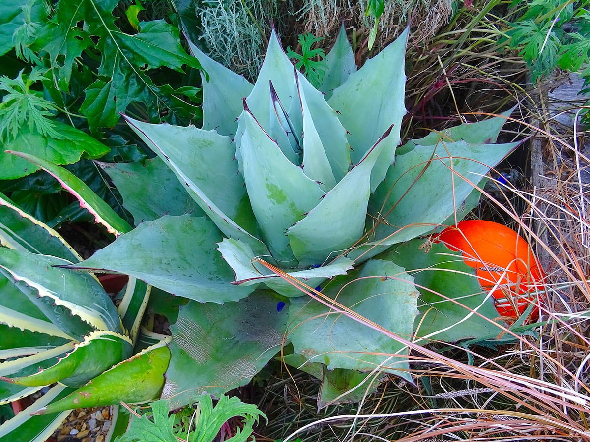 Using the drama of agaves - Richard Jackson Garden