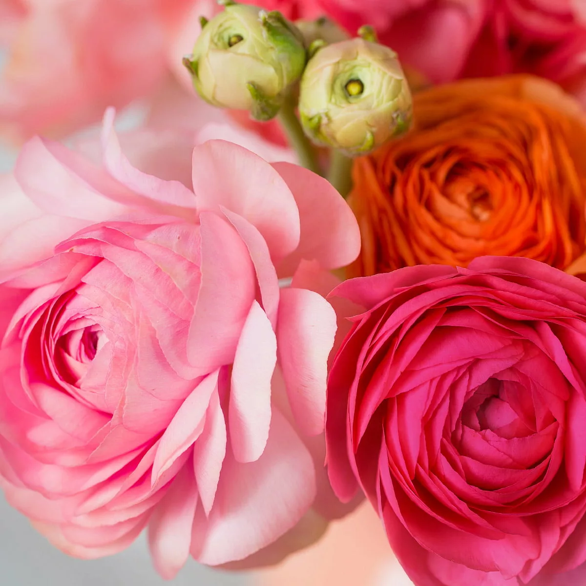 20 Italian Ranunculus Elegance Gift Box - Richard Jackson Garden