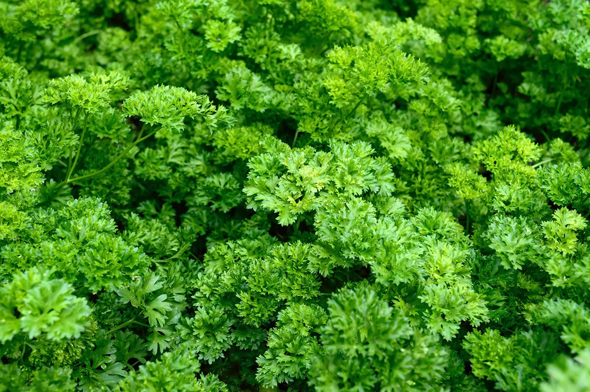 Winter herbs - Richard Jackson Garden