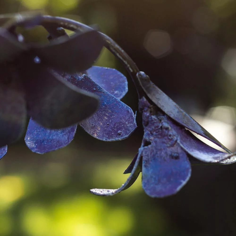 Ornamental Bluebell Flower - Richard Jackson Garden