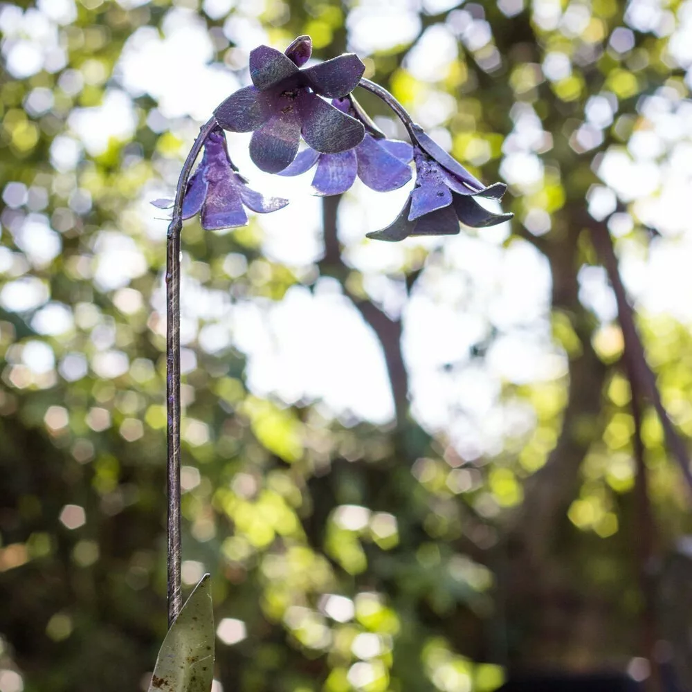 Ornamental Bluebell Flower - Richard Jackson Garden