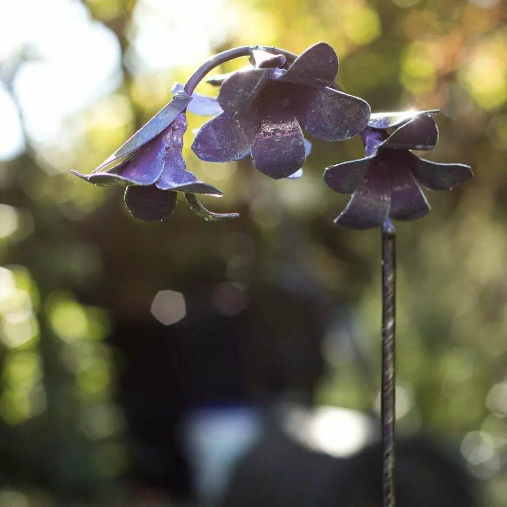 Ornamental Bluebell Flower - Richard Jackson Garden