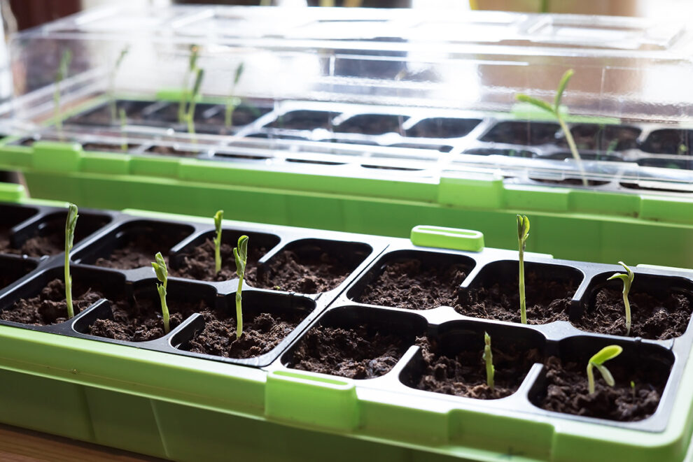 Getting Started with Seeds - How to Grow your own Plants, Veg & Fruit