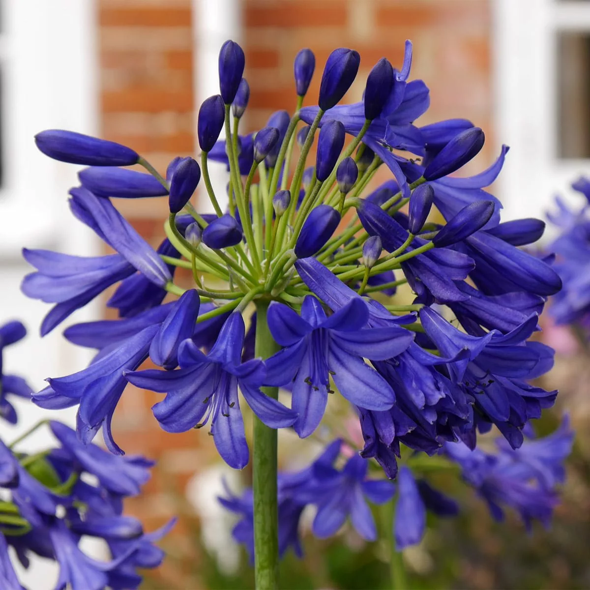 Agapanthus Flower