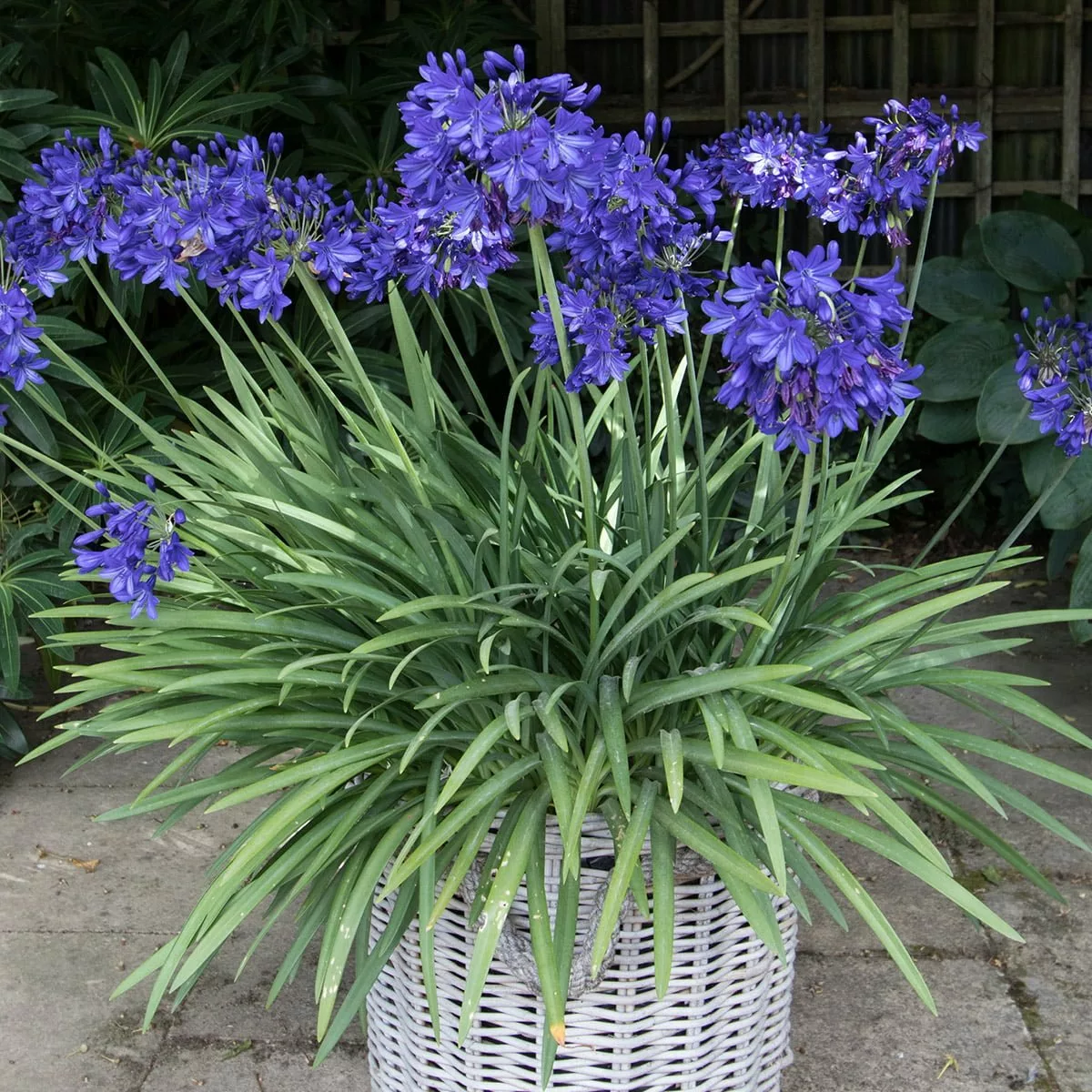 Award Winning Agapanthus Flower of Love 3 x 9cm pots - Richard Jackson ...