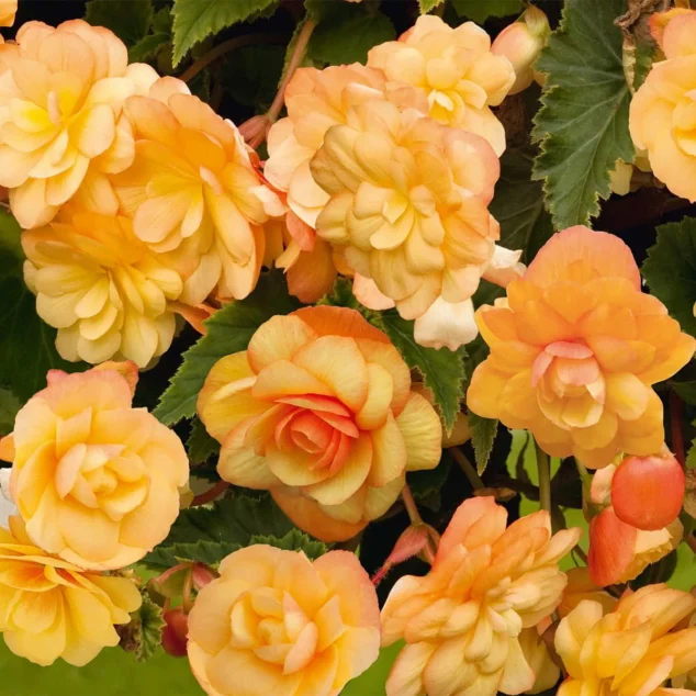 Begonia Apricot Shades Plants - Richard Jackson Garden