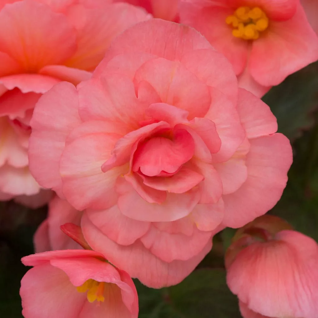 Begonia Sweet Spice English Rose Plants - Richard Jackson Garden