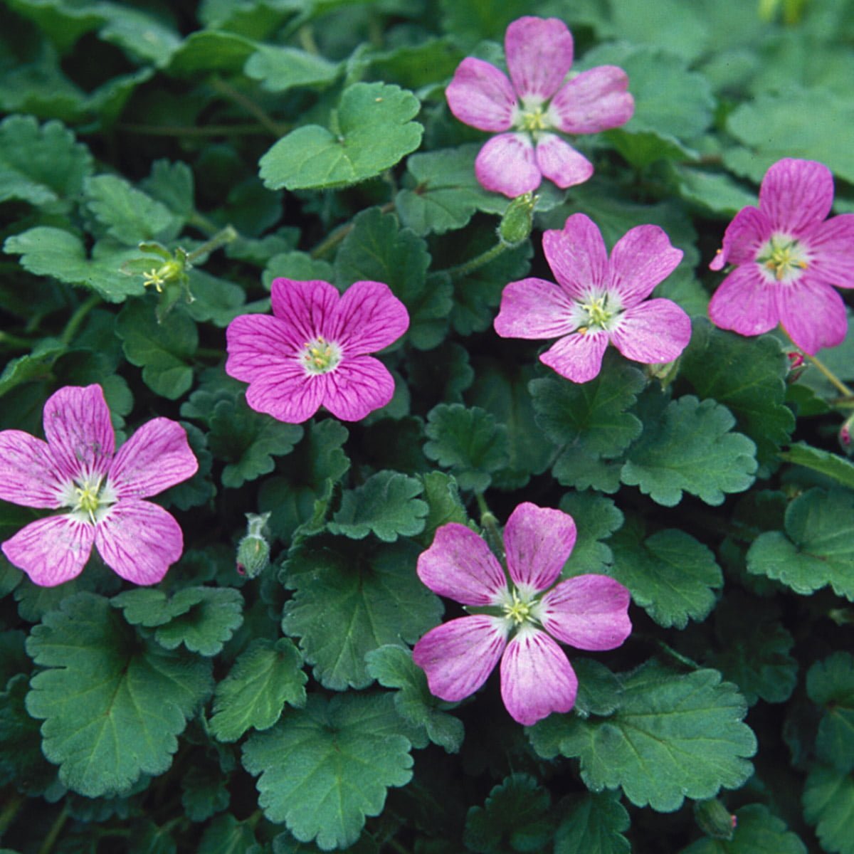 Erodium Collection Plants - Richard Jackson Garden