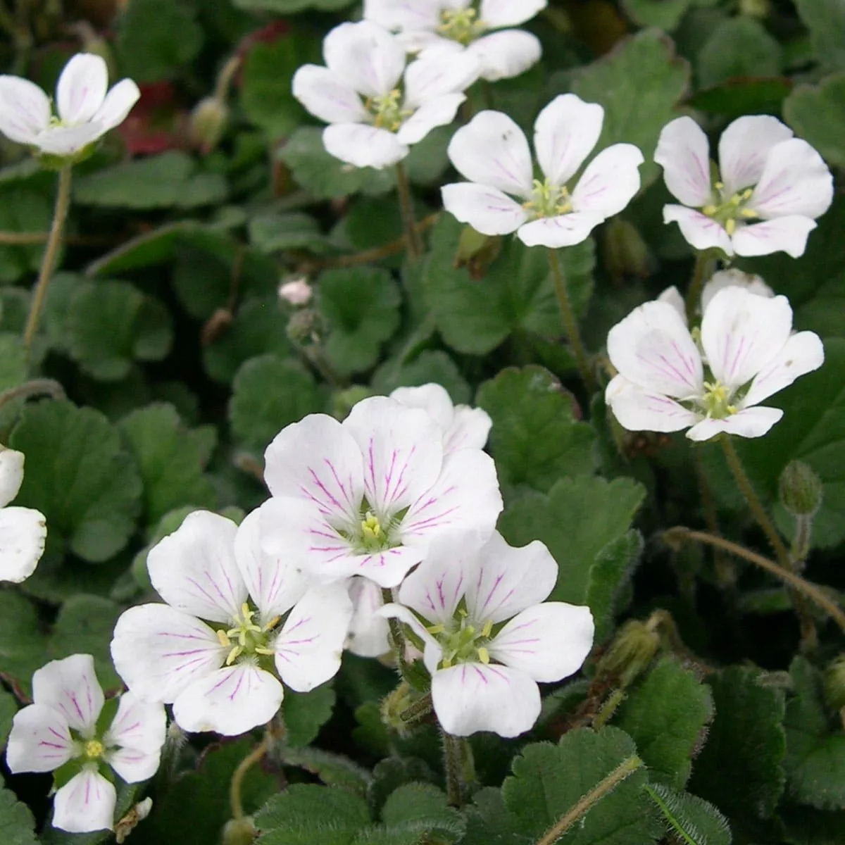 Erodium Collection Plants - Richard Jackson Garden