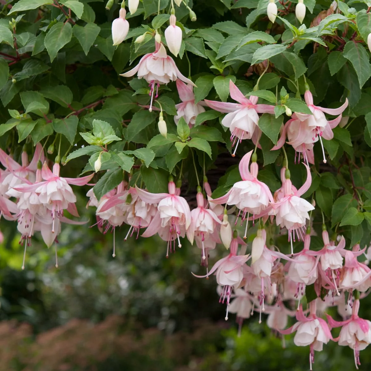 Award Winning Trailing Fuchsias Plants - Richard Jackson Garden