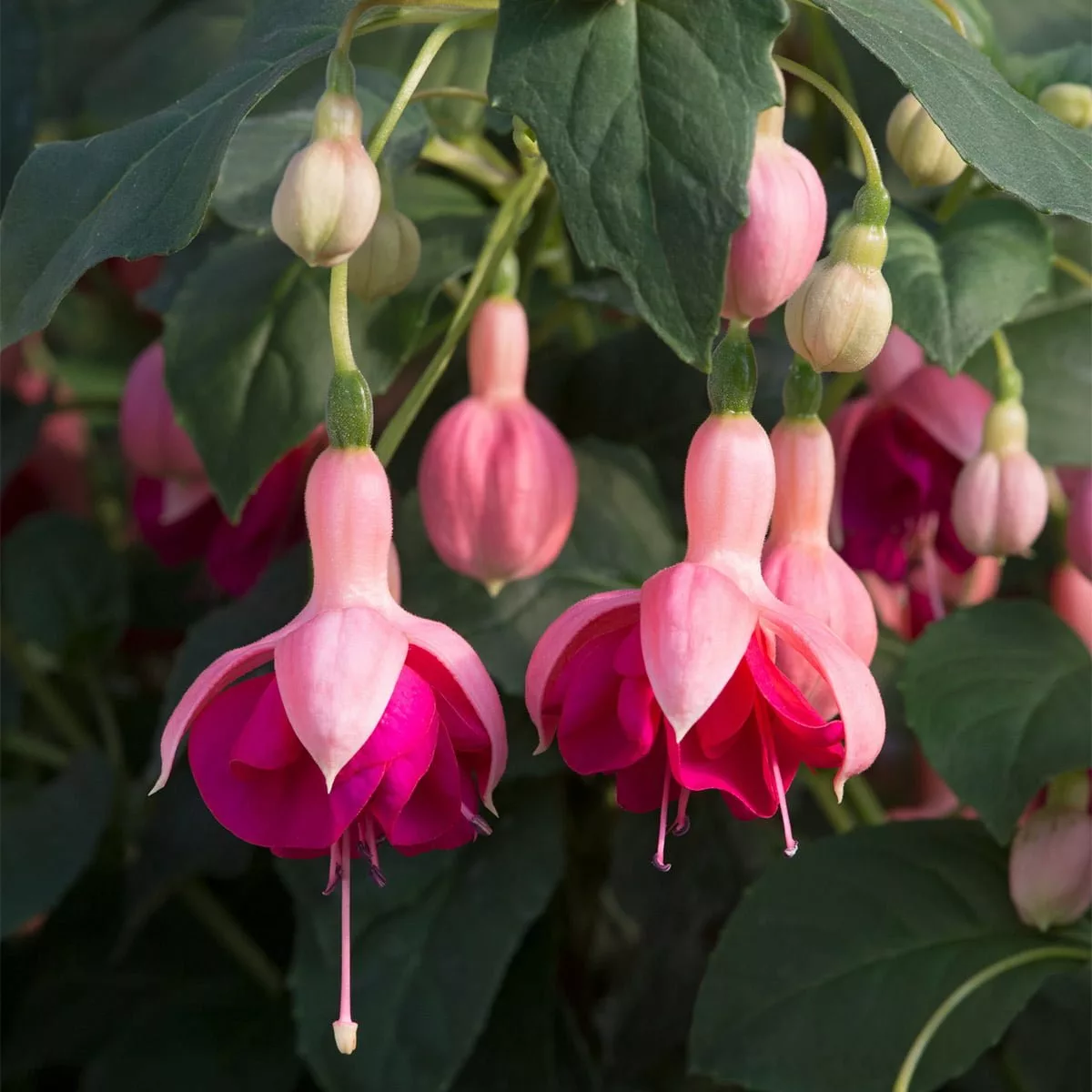 Award Winning Hardy Fuchsias Plants - Richard Jackson Garden