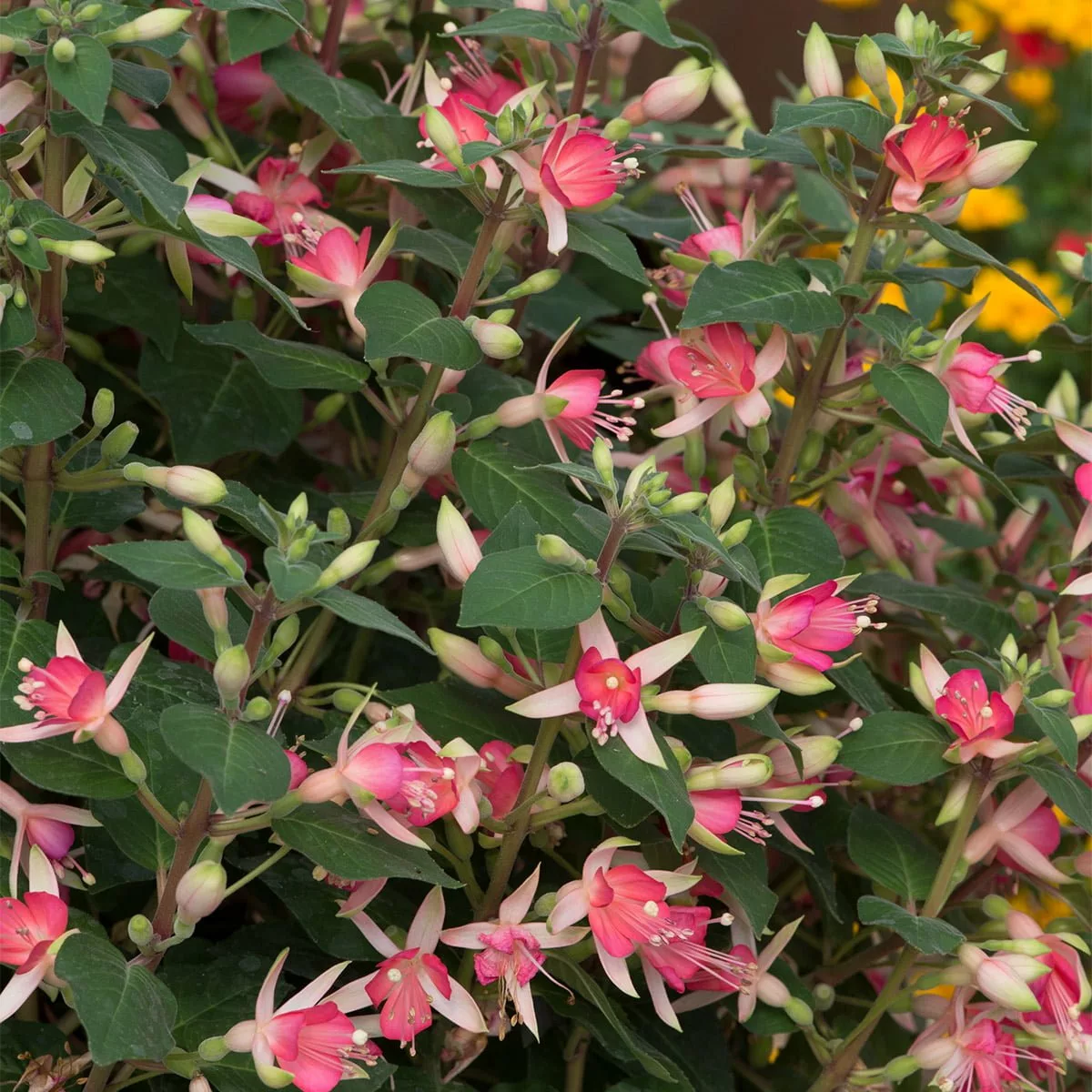 Award Winning Bush Fuchsias Plants - Richard Jackson Garden