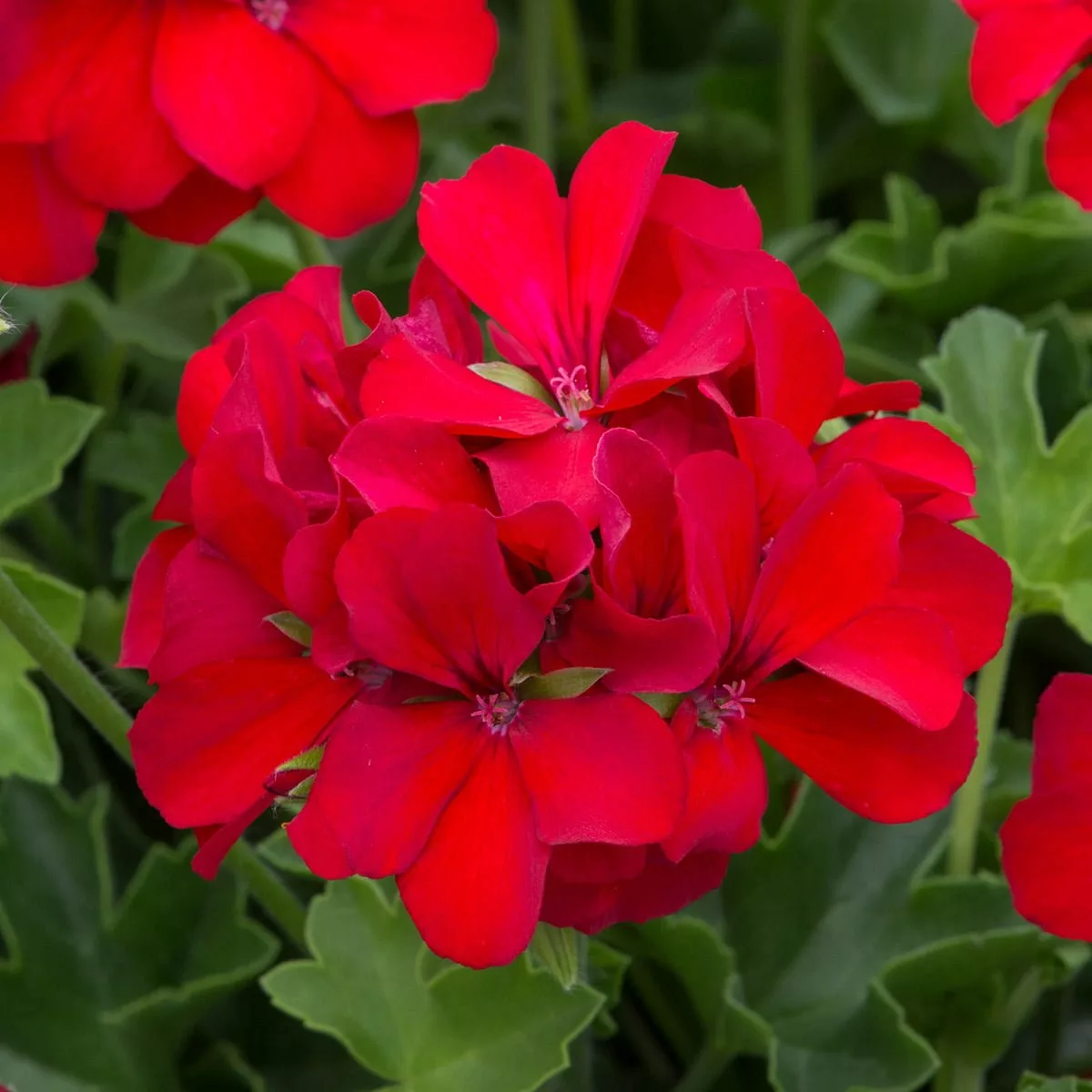 Award Winning Red Geranium Plants - Richard Jackson Garden