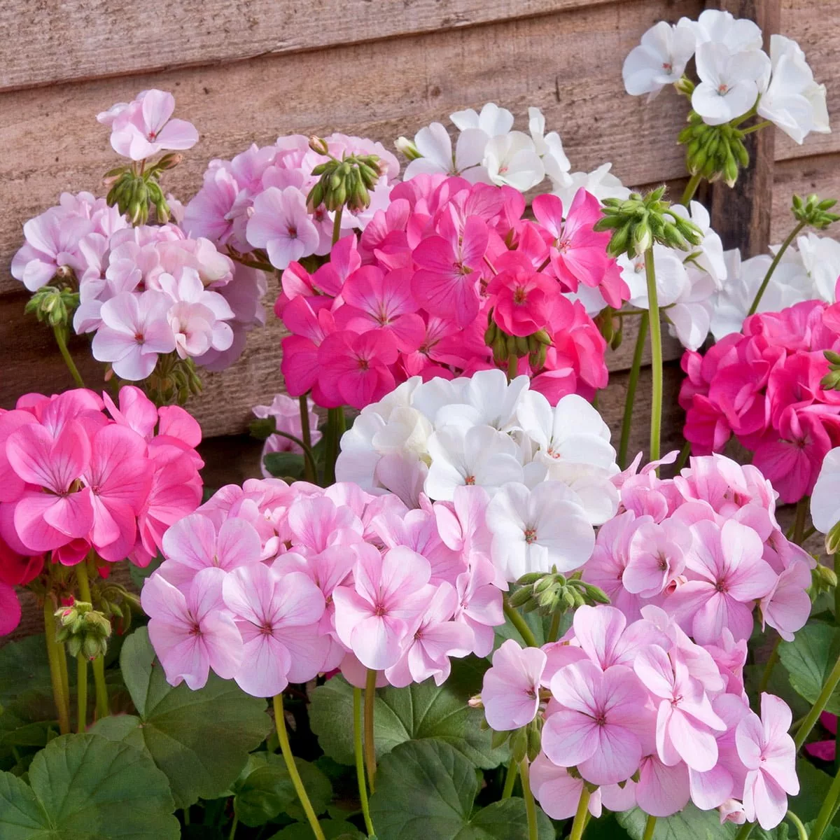Geranium Candy Floss Mix Plants - Richard Jackson Garden