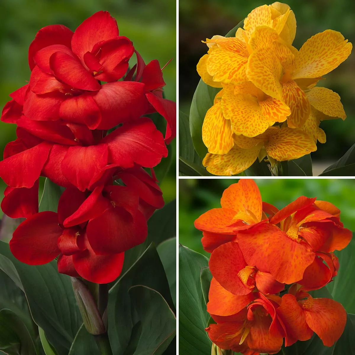 Colourful Canna Collection Plants - Richard Jackson Garden
