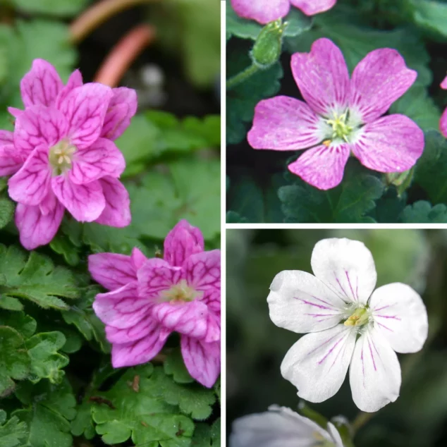 Erodium Collection Plants - Richard Jackson Garden