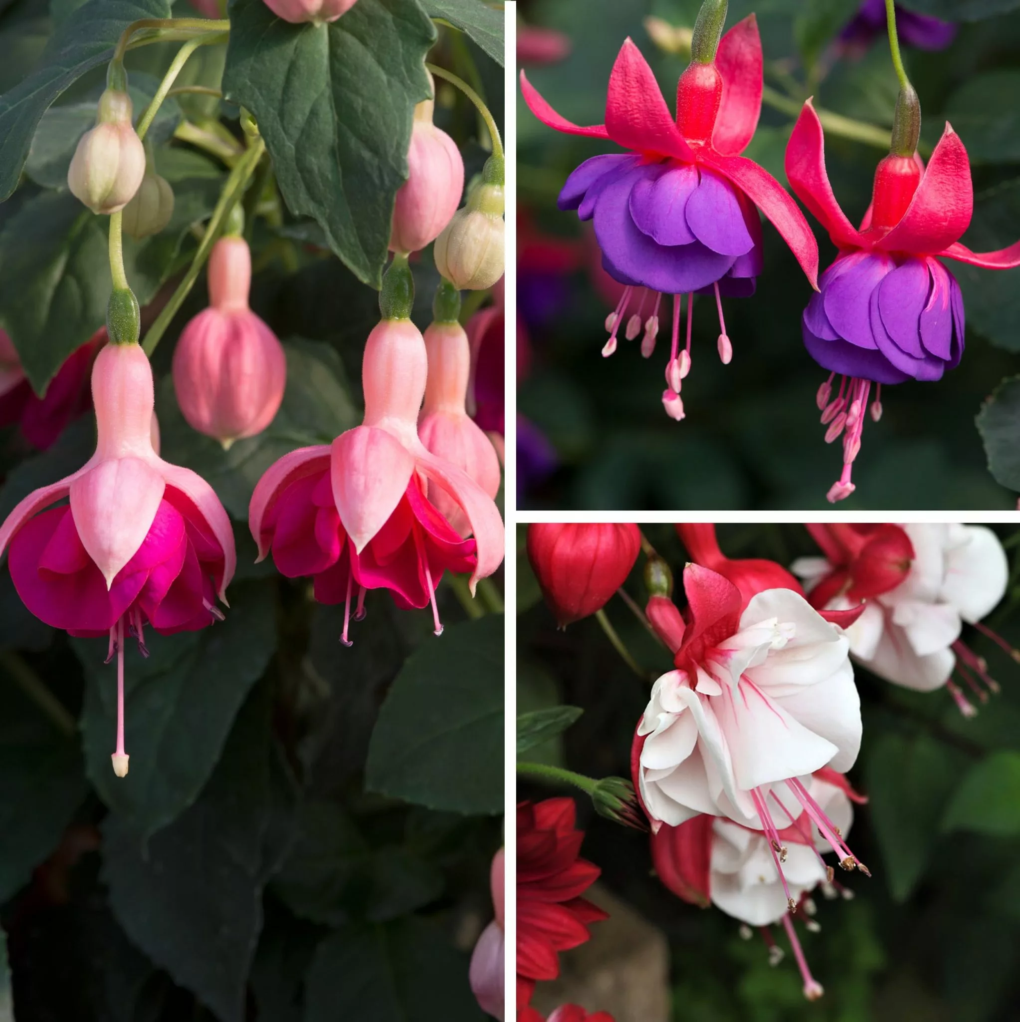 Award Winning Hardy Fuchsias Plants - Richard Jackson Garden