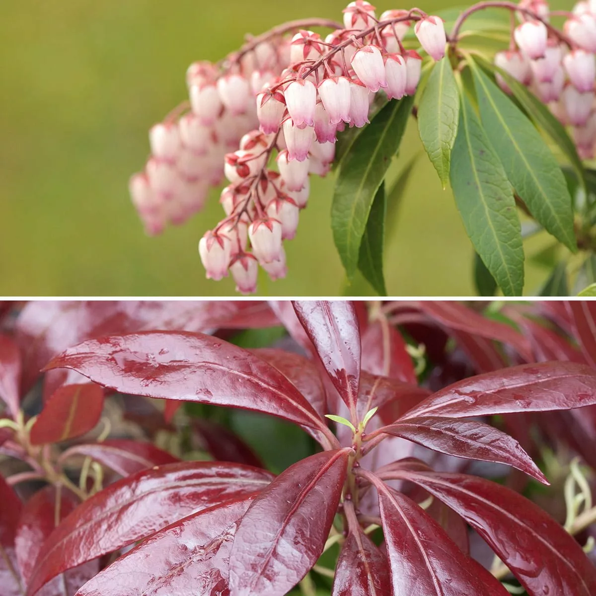 Red-Leaved Pieris Plants - Richard Jackson Garden Buy Online