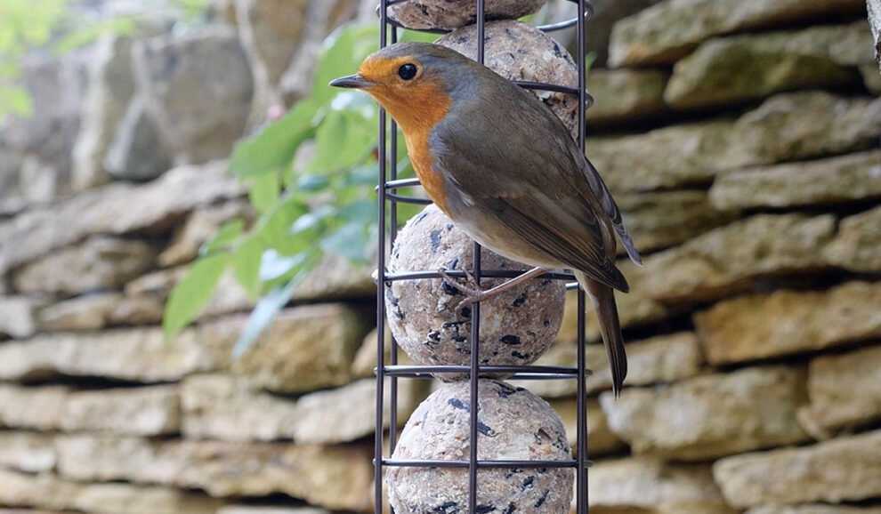 Robins in the garden - Richard Jackson Garden